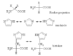 Histidine - New World Encyclopedia
