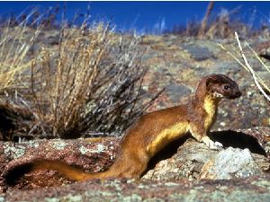 Weasel - New World Encyclopedia