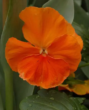 Pansy - New World Encyclopedia