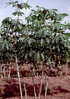 Cassava - New World Encyclopedia