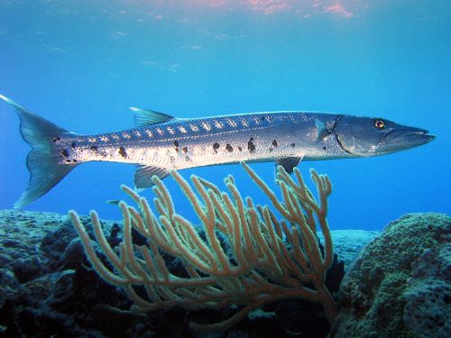 Barracuda - New World Encyclopedia