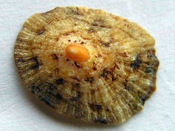Limpet - New World Encyclopedia