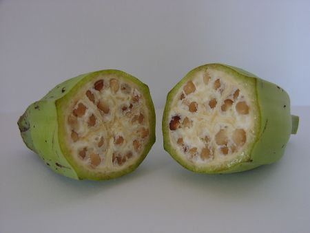 Banana - New World Encyclopedia