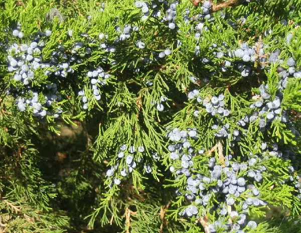 Juniper - New World Encyclopedia