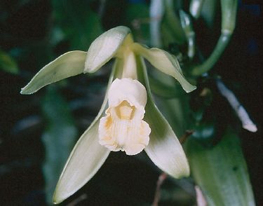 Vanilla - New World Encyclopedia