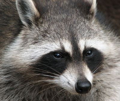 Raccoon - New World Encyclopedia