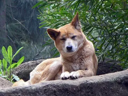 Canidae - New World Encyclopedia