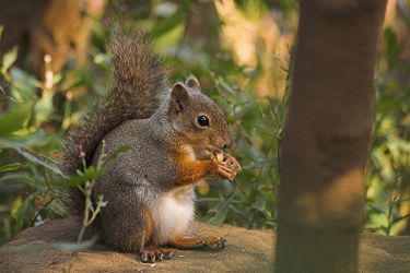 Squirrel - New World Encyclopedia