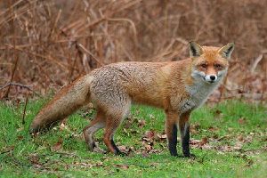 Fox - New World Encyclopedia