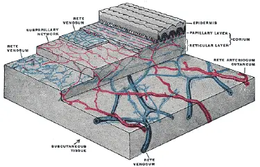 Skin - New World Encyclopedia