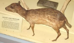 Chevrotain - New World Encyclopedia