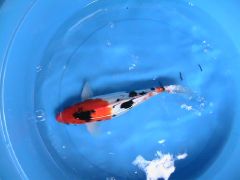 Koi - New World Encyclopedia