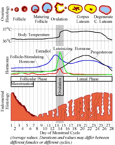Menstruation - New World Encyclopedia