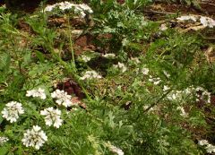 Parsley - New World Encyclopedia