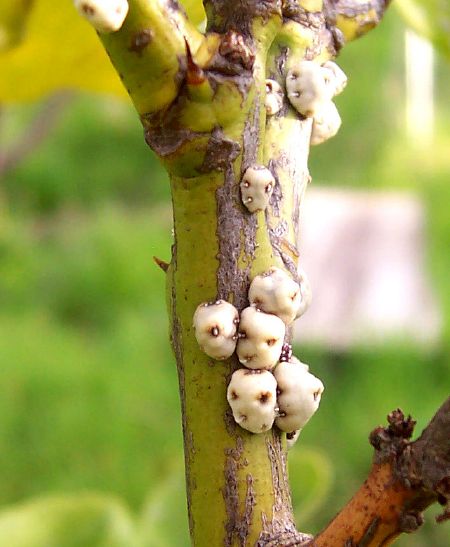 Manna - New World Encyclopedia