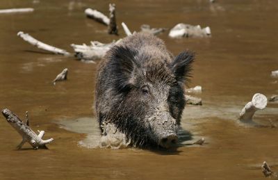 Boar - New World Encyclopedia