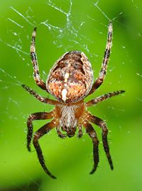 Spider - New World Encyclopedia