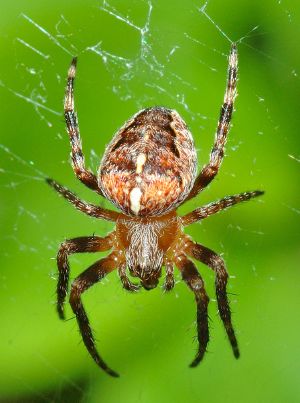 Spider - New World Encyclopedia