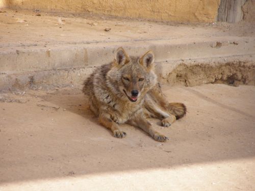Jackal - New World Encyclopedia