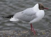 Gull - New World Encyclopedia
