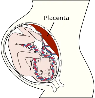Placenta - New World Encyclopedia