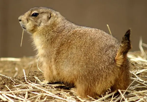 Prairie dog - New World Encyclopedia