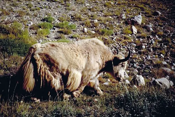 Ladakh - New World Encyclopedia