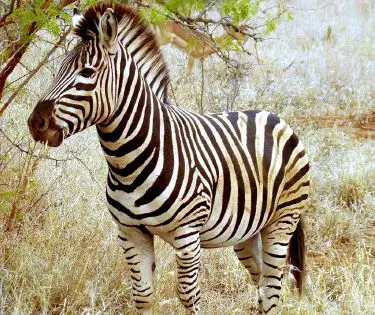 Zebra - New World Encyclopedia