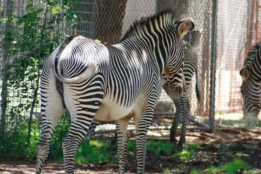 Grevy's zebra - New World Encyclopedia