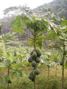 Papaya - New World Encyclopedia