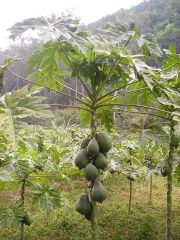 Papaya - New World Encyclopedia
