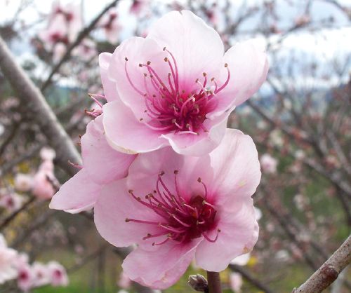 Peach - New World Encyclopedia
