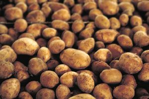 Potato - New World Encyclopedia