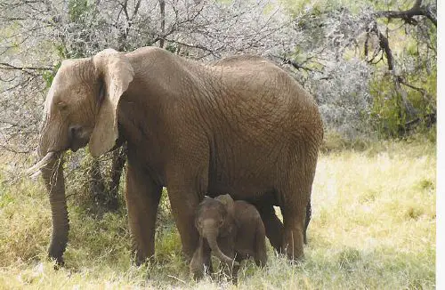 Elephant - New World Encyclopedia
