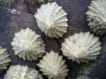 Limpet - New World Encyclopedia