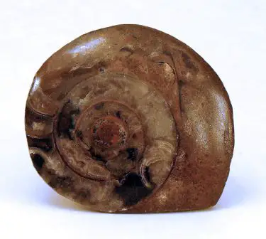 Ammonoid - New World Encyclopedia