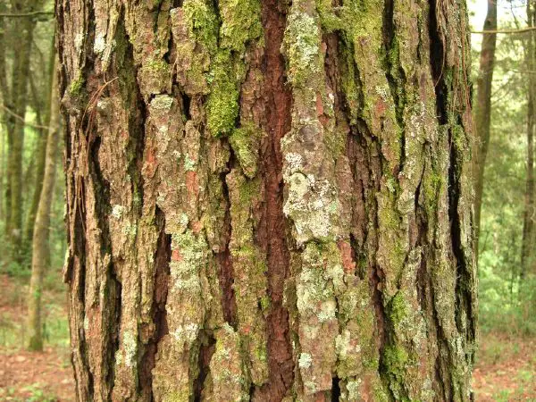 Bark - New World Encyclopedia