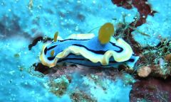 Nudibranch - New World Encyclopedia