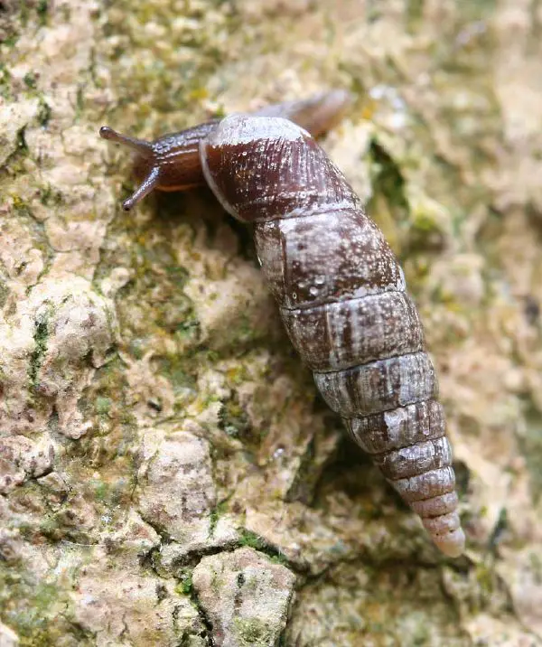 Gastropod - New World Encyclopedia