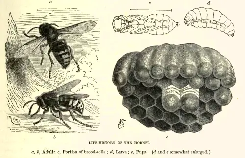 Hornet - New World Encyclopedia