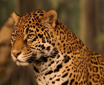Jaguar - New World Encyclopedia
