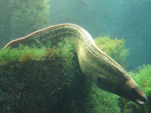 Moray eel - New World Encyclopedia