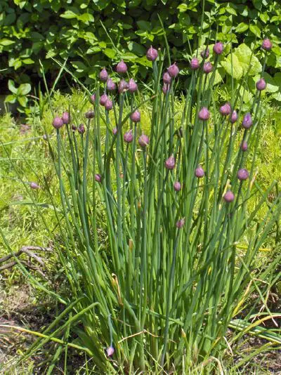 Chives - New World Encyclopedia