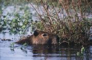Capybara - New World Encyclopedia