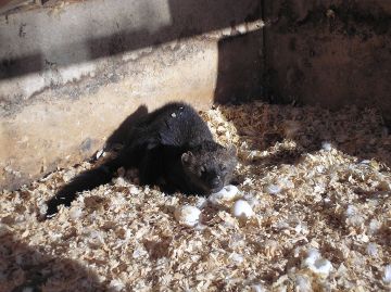 Fisher (animal) - New World Encyclopedia