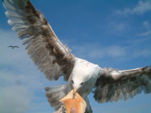 Gull - New World Encyclopedia