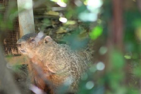 Groundhog - New World Encyclopedia