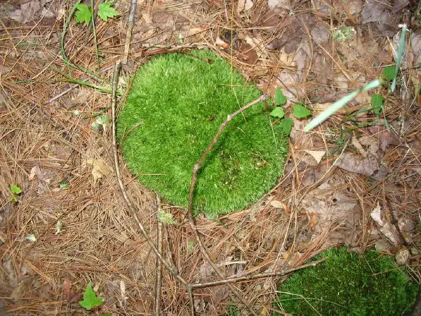 Moss - New World Encyclopedia