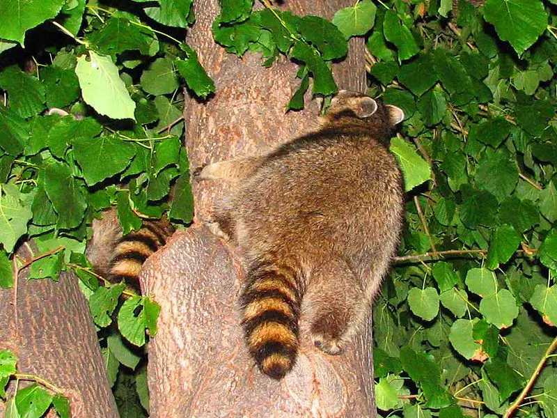 Raccoon - New World Encyclopedia