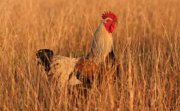 Chicken - New World Encyclopedia